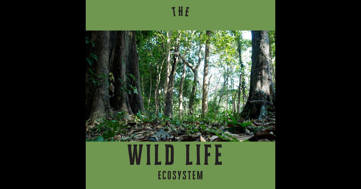 Life in the Wild Ecosystem Podcast | RedCircle