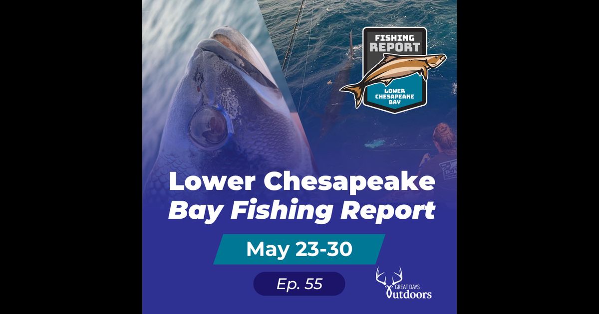 Lower Chesapeake Bay Fishing Report | RedCircle